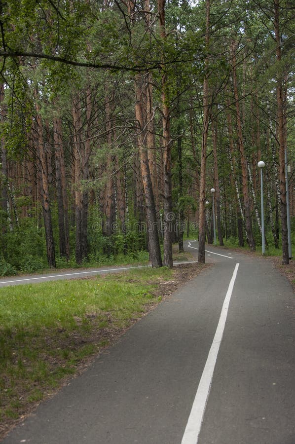 View from Inside the Forest. Summer Taiga Landscape. Path in a Pine ...