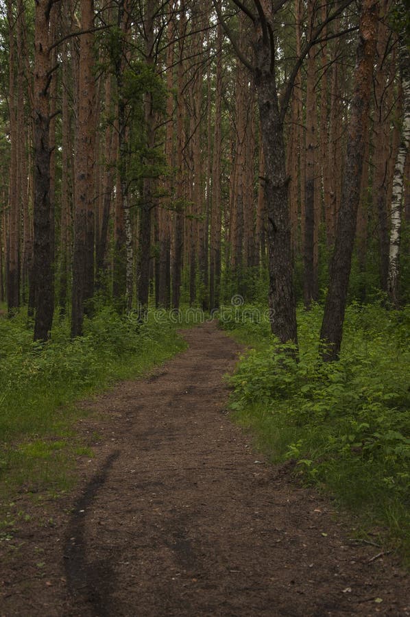 View from Inside the Forest. Summer Taiga Landscape. Path in a Pine ...
