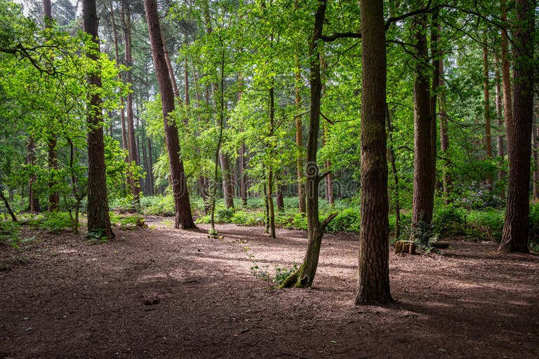 A View Inside a Forest with Tall, Straight Tree Trunks Stock Image ...