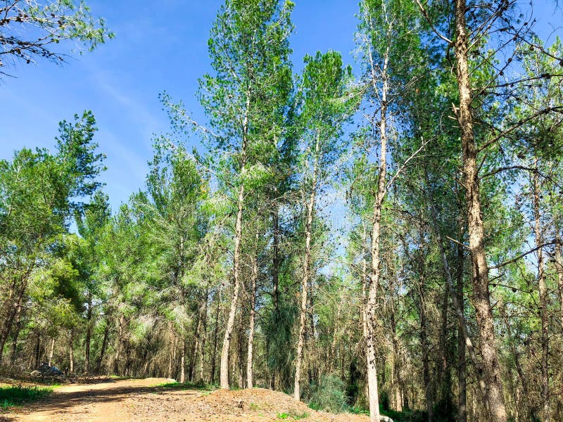 View Inside of the Forest on the Trees.Trees Grow in the Middle of the ...