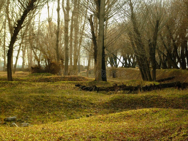 The View Inside Forest, Trees at Fall. Stock Photo - Image of ...