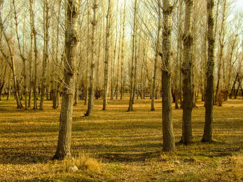 The View Inside Forest, Trees at Fall. Stock Image - Image of fall ...