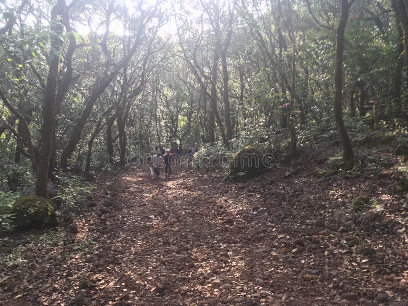 View of Inside Forest Trees Landscape Forest Trees Stock Photo - Image ...