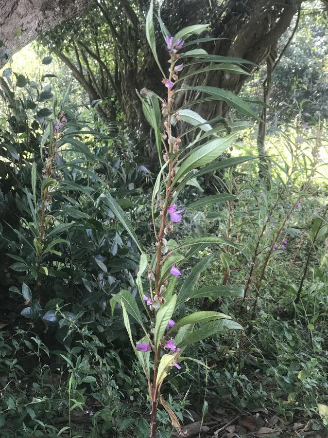 View of Inside Forest Trees Landscape Forest Trees Stock Image - Image ...
