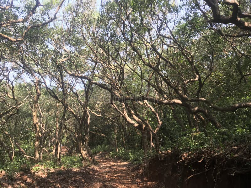 View of Inside Forest Trees Landscape Forest Trees Stock Photo - Image ...