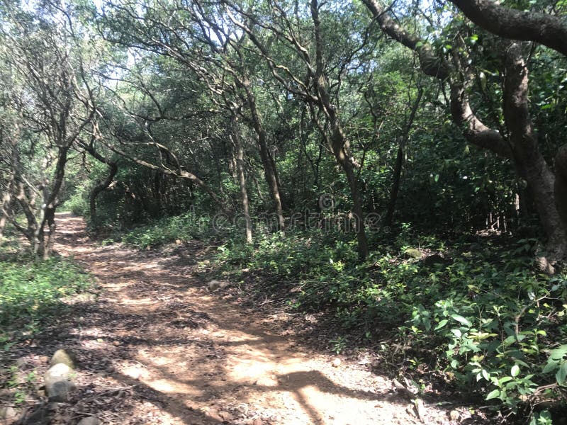 View of Inside Forest Trees Landscape Forest Trees Stock Photo - Image ...