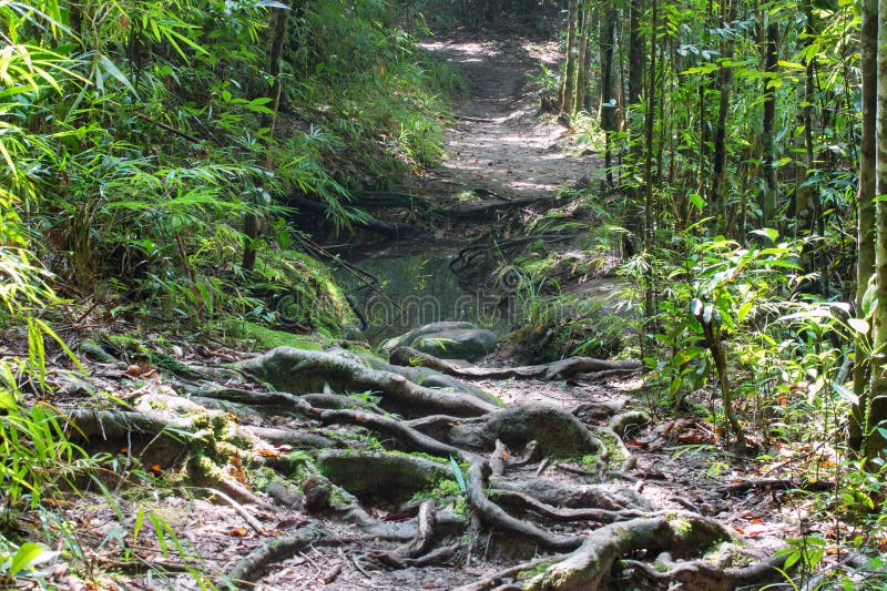 View Inside of the Forest Trees, Nature Green Wood Stock Image - Image ...