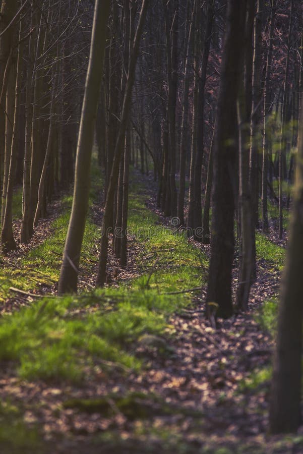 View Inside of the Forest on the Trees Stock Photo - Image of tree ...