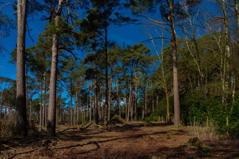 View Inside of the Forest with Young Trees Stock Image - Image of ...