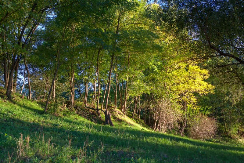 Inside green forest stock photo. Image of environment - 164348652