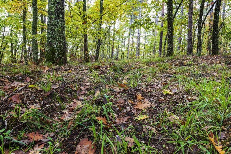 View Inside of the Ground and Trees in a Forest Stock Photo - Image of ...