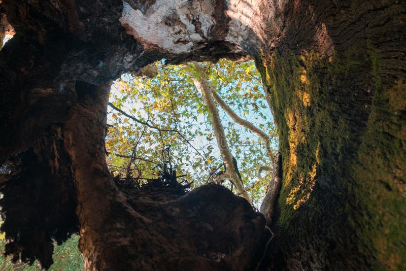 View from Inside the Old Tree with Large Hollow Stock Photo - Image of ...