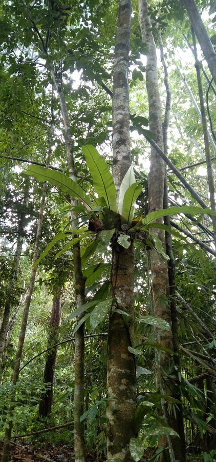 The View of Inside Rainforest Jungle Stock Image - Image of rainf ...