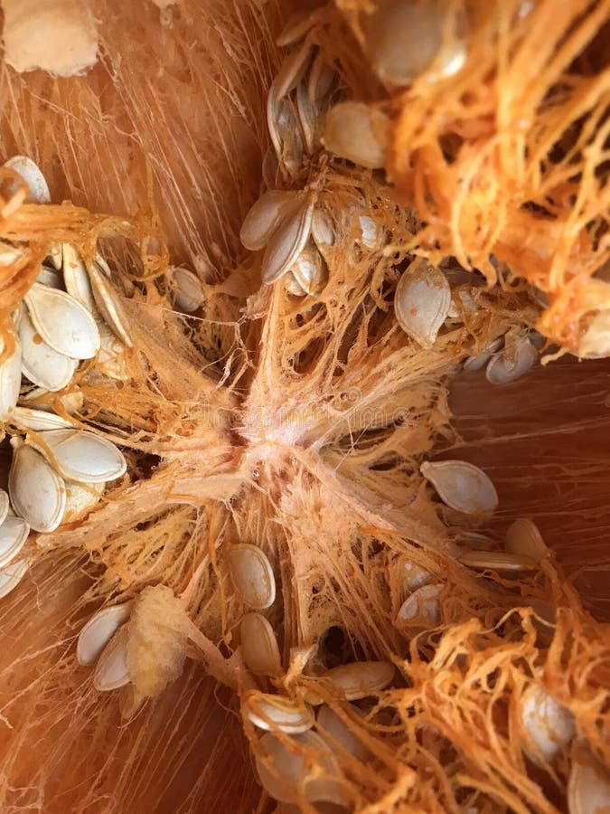 Inside pumpkin stock image. Image of cultivation, seed - 199636955