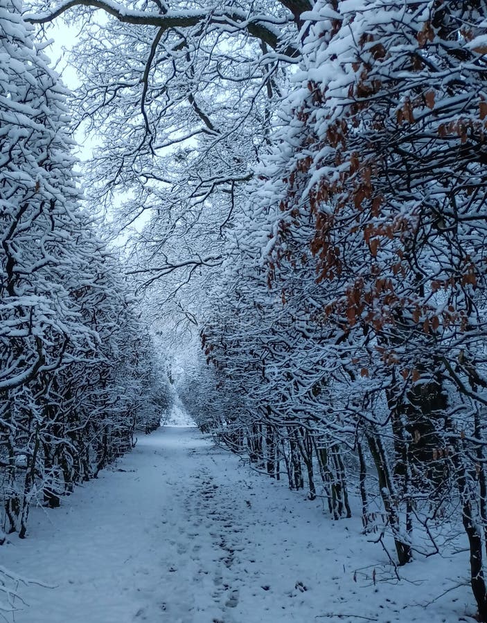 Inside a Tree Tunnel Covered with Snow Stock Image - Image of snow ...