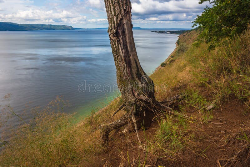 Tree roots stock image. Image of background, outdoor - 160896729