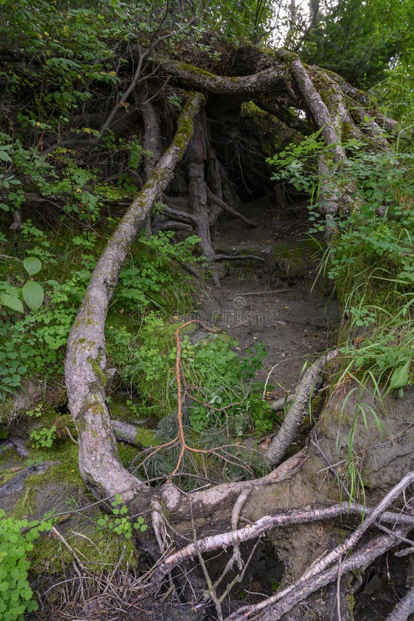 The Interweaving of Exposed Roots Around a Cave in the Forest in the ...