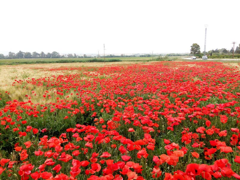 View of a invasive Poppy stock image. Image of nature - 88512437