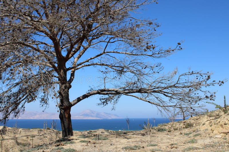 View from the Island of Kos in Greece through Tree in the Summer Stock ...