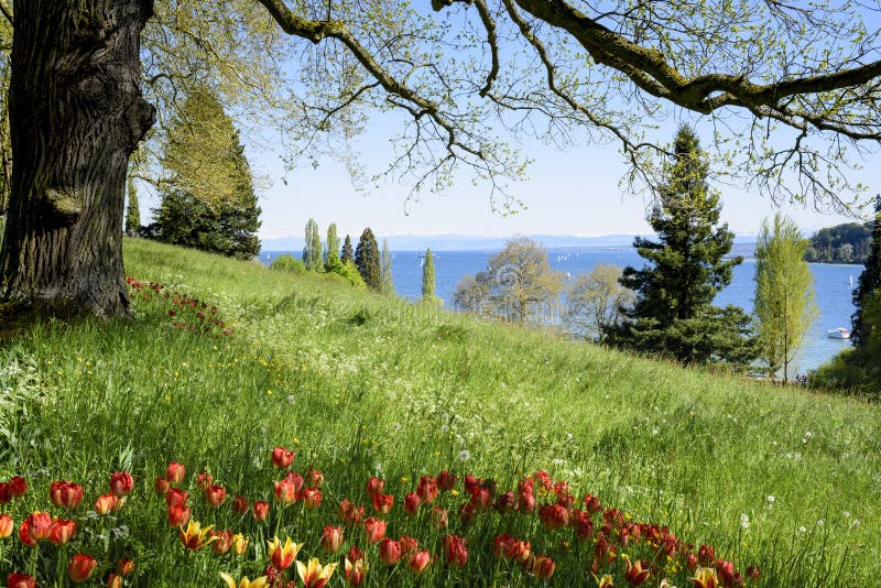 Island of Mainau stock photo. Image of badewurtemberg - 31499882