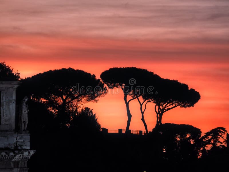 View of the Italian Pine Tree at Sunset, Rome, Italy Stock Photo ...