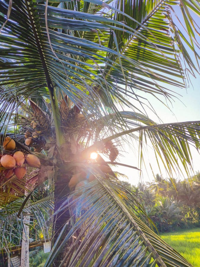 View of Ivory Coconut Tree and the Sun Peeking Behind it. Stock Photo ...