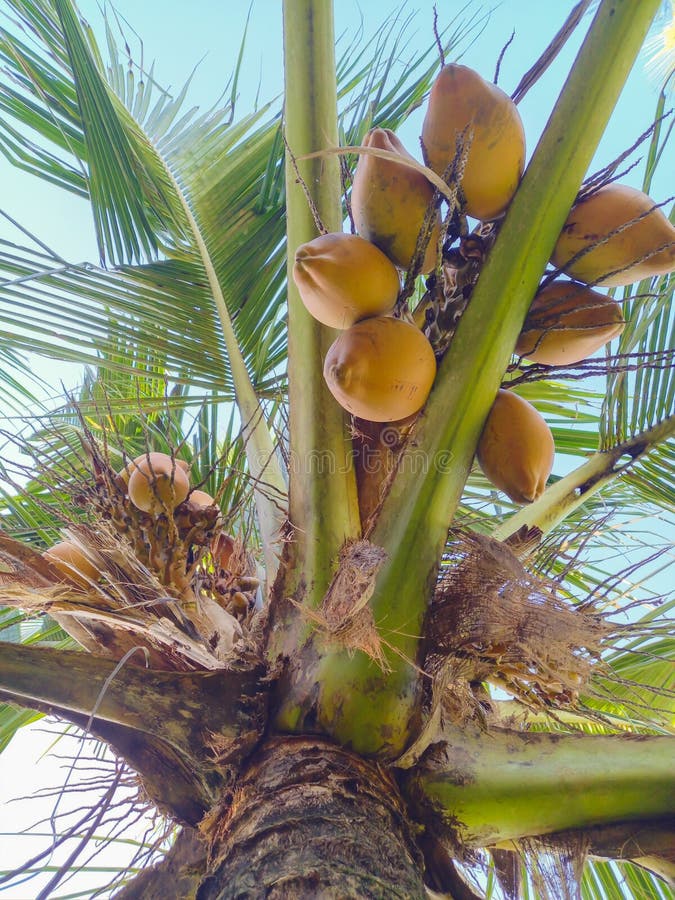 Ivory Coconut Tree with Ripe Yellow Fruit Stock Photo - Image of yellow ...