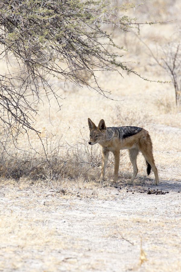 View of a jackal stock photo. Image of animal, national - 249408688