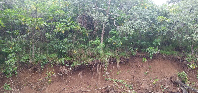 View jangle natural stock photo. Image of tree, trail - 211413198