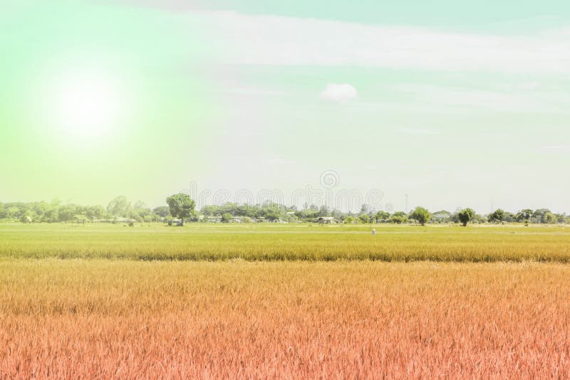 View of Jasmine Rice Farm from the Countryside Stock Image - Image of ...