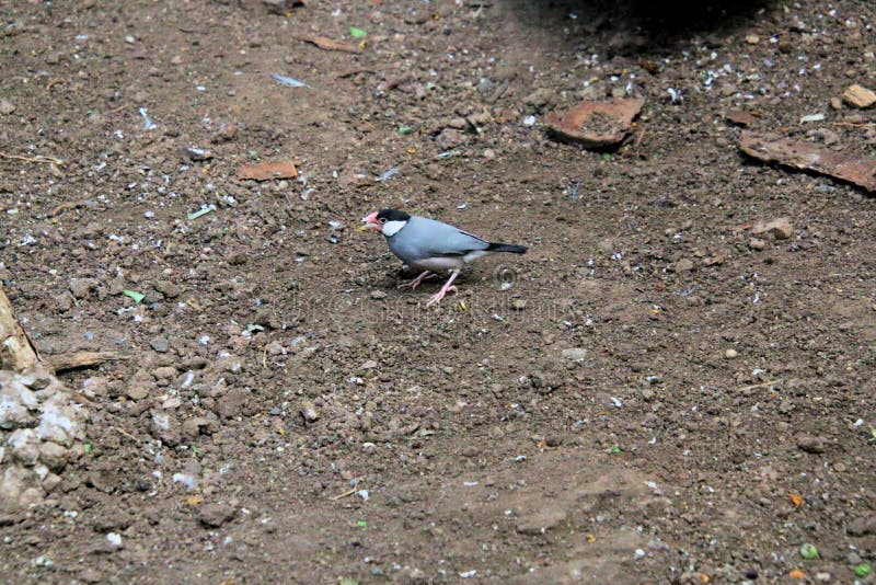 A view of a Java Sparrow stock image. Image of nature - 244681033