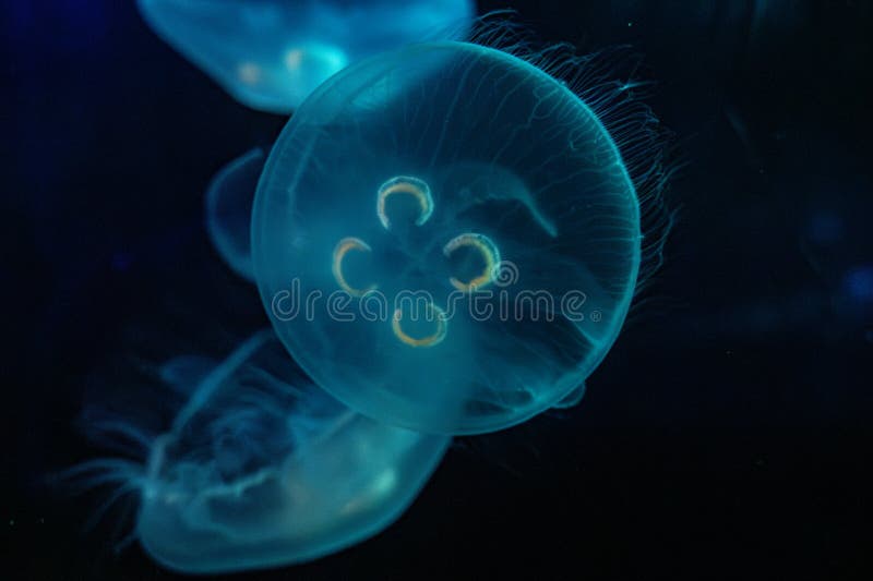 View of Jellyfish at the Toronto Zoo Stock Photo - Image of attraction ...