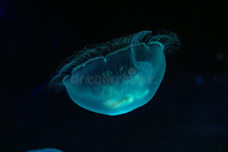 View of Jellyfish at the Toronto Zoo Stock Photo - Image of building ...