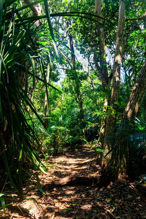 View of Jozani Forest in Zanzibar, Tanzania Stock Image - Image of tree ...