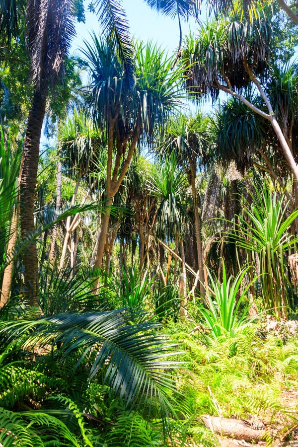View of Jozani Forest in Zanzibar, Tanzania Stock Photo - Image of ...