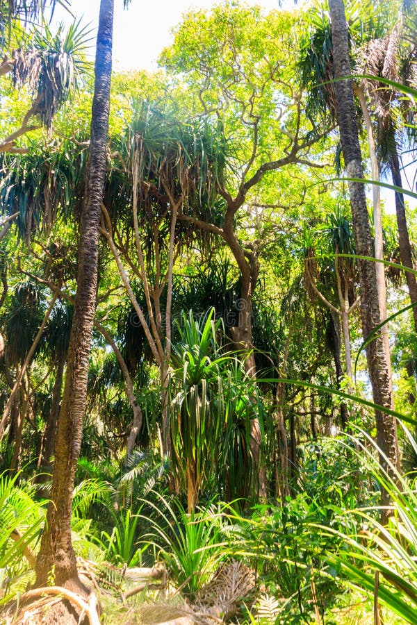 View of Jozani Forest in Zanzibar, Tanzania Stock Image - Image of ...