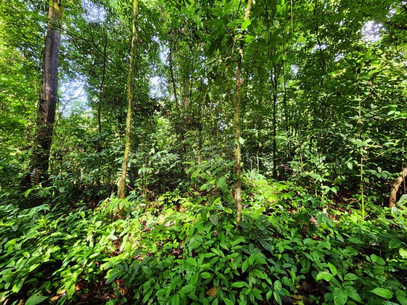 View of the Jungle in Danum Valley Lahad Datu Sabah Stock Image - Image ...