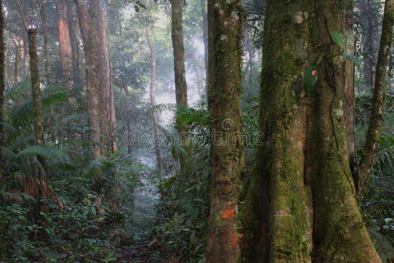 View of the Jungle / Sumatra / Indonesia Stock Photo - Image of selwa ...
