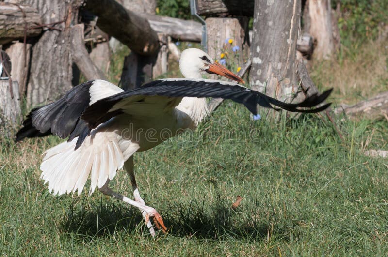 Young Stork Surrounded by Grass Looking at the Camera Stock Image ...