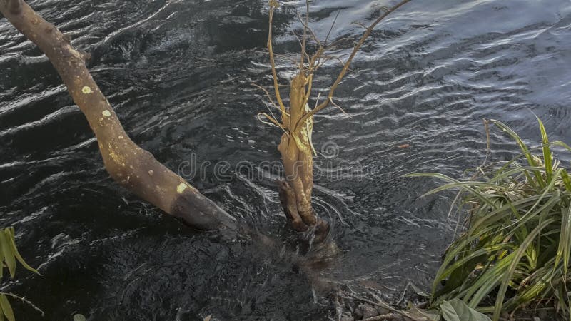 View of Kali River or Kali Nadi River at Dandeli, Karnataka, India ...