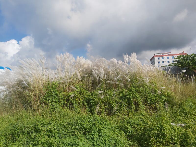 The View of Kash Flowers and Sky is Very Charming. Stock Photo - Image ...