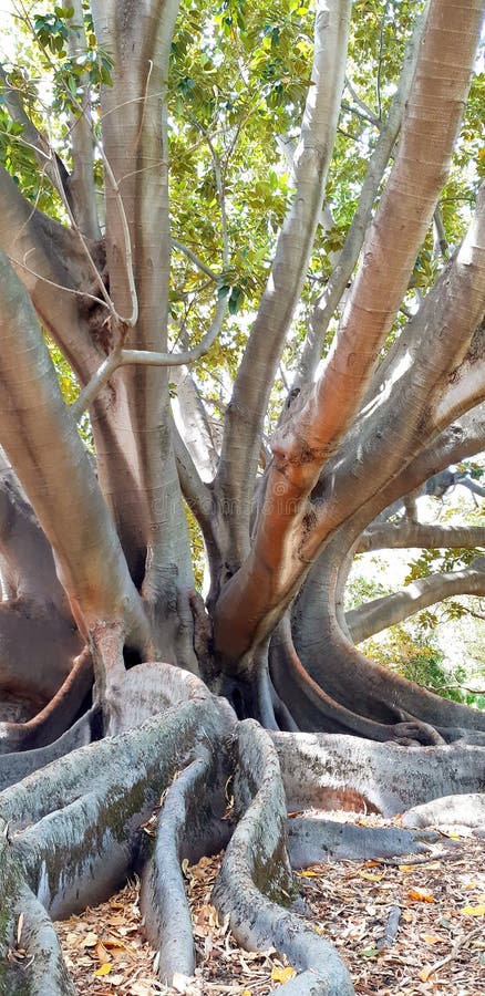 Big tree in kings park stock photo. Image of view, landscape - 153897452