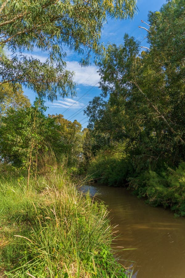 Kishon River with Eucalyptus Trees Stock Photo - Image of view, eucalyptus: 379901894