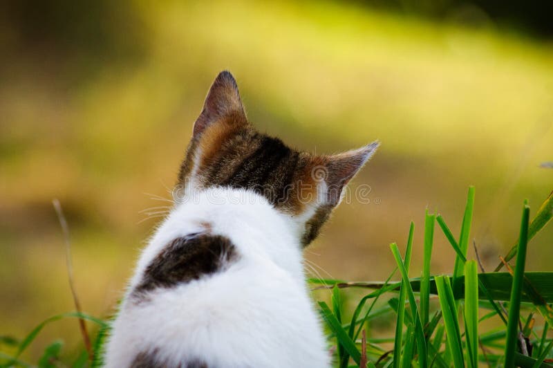 View of a Kitten from the Back Stock Image - Image of grass, three ...