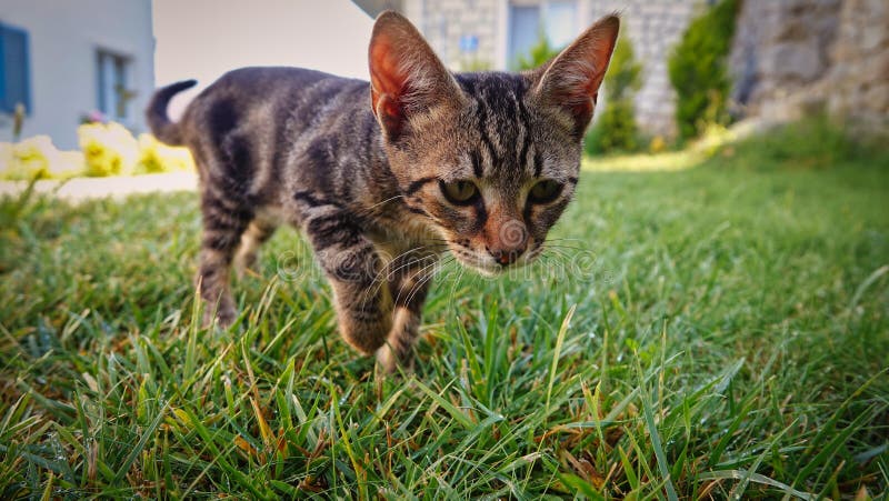 A Kitten Tabby Cat Chasing Prey among the Greenery Stock Photo - Image ...