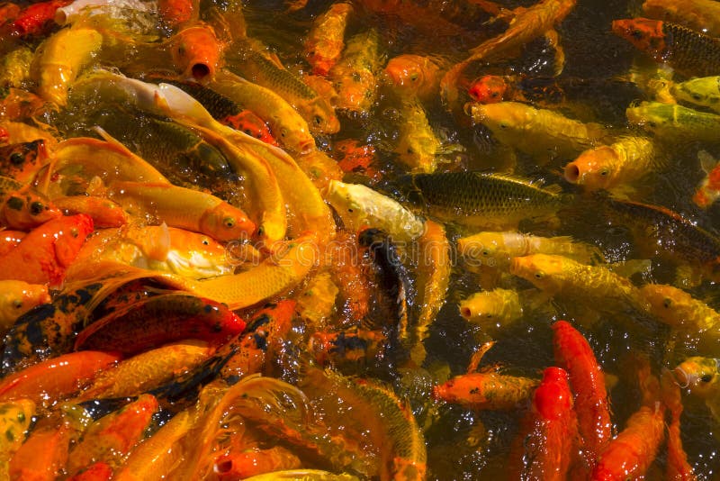 The View of Koi (fish) Feeding Frenzy in Pond Stock Photo - Image of ...