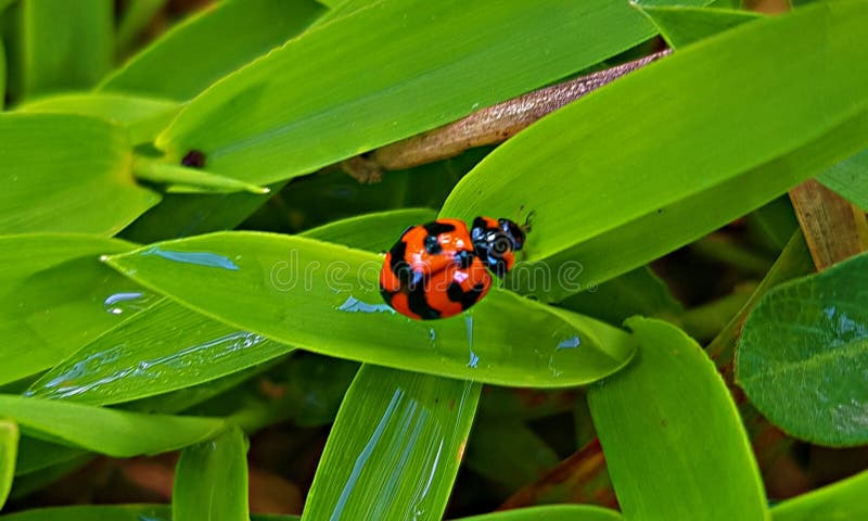 View Lady Bugs on the Green Grass Stock Image - Image of bright, floral ...