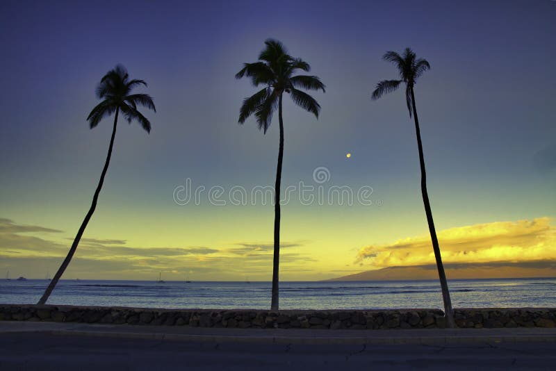 View from Lahaina Out To the Ocean, a Palm Tree, and Lanai. Stock Photo ...