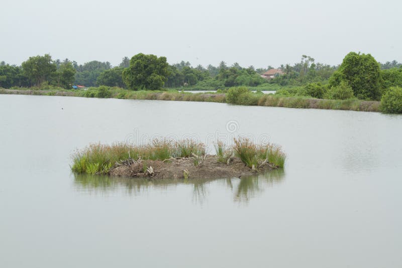 From the Lake Banks in the Evening with a View of the Line of Coconut ...