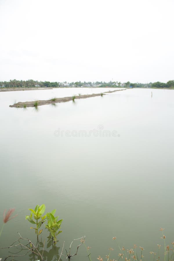 Lake Banks with a Partial View of the Fishing Boat and Coconut Trees ...